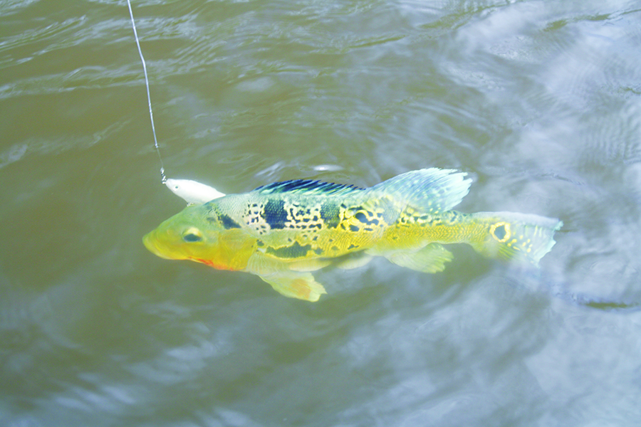 Cyprus Fishing Magazine | Ο καλός, ο κακός και ο Tucunaré! (Peacock Bass)
